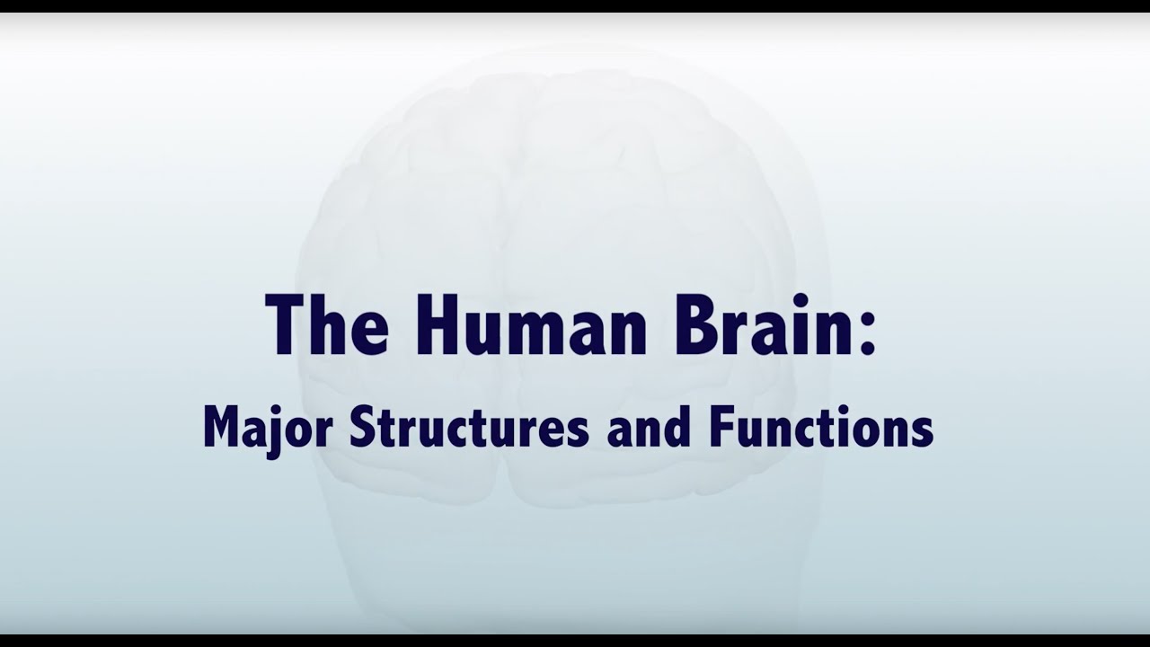 The Human Brain: Major Structures and Functions