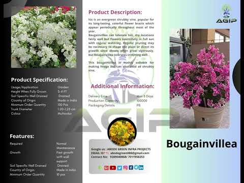 Bougainvillea Plant - Wholesale Price & Mandi Rate for Paper Flower ...