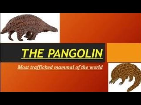 # Explore the wild series (the species in news) : The critically endangered mammal - The pangolin