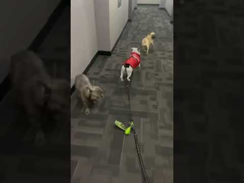 Having Three Frenchies #having #three #frenchies #dogdad #viral