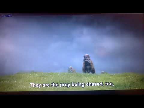 Tarbosaurus Chase (English version)