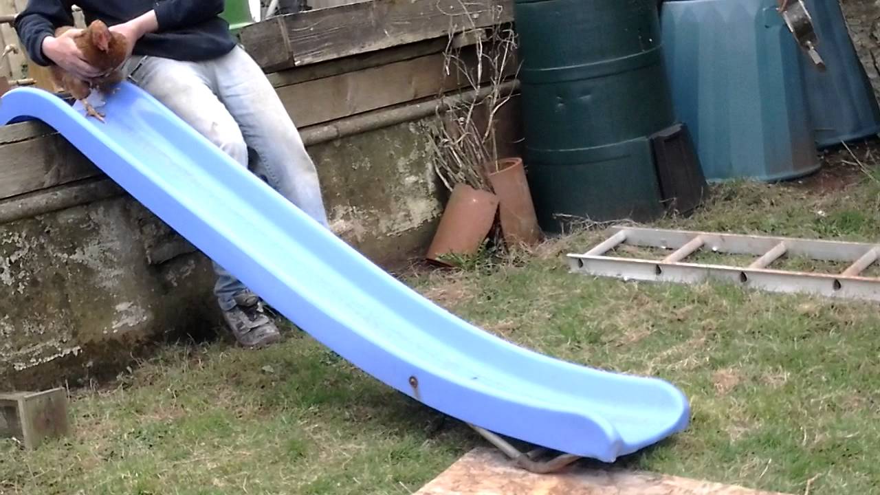 Chicken goes down slide must see
