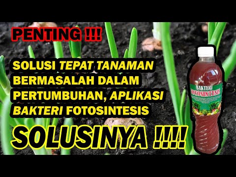 TANAMAN STAGNAN, PRODUKTIVITAS TIDAK MAKSIMAL APLIKASI BAKTERI FOTOSINTESIS SOLUSINYA
