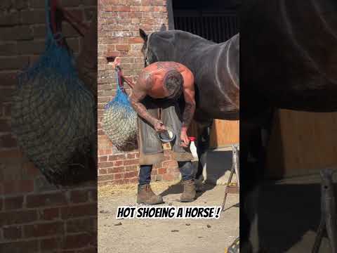 Farrier hot shoeing a horse! #horse #farrier #asmr #equestrian #satisfyingvideos #hotfit