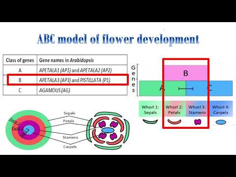 ABC model for flower development-Arabidopsis thaliana