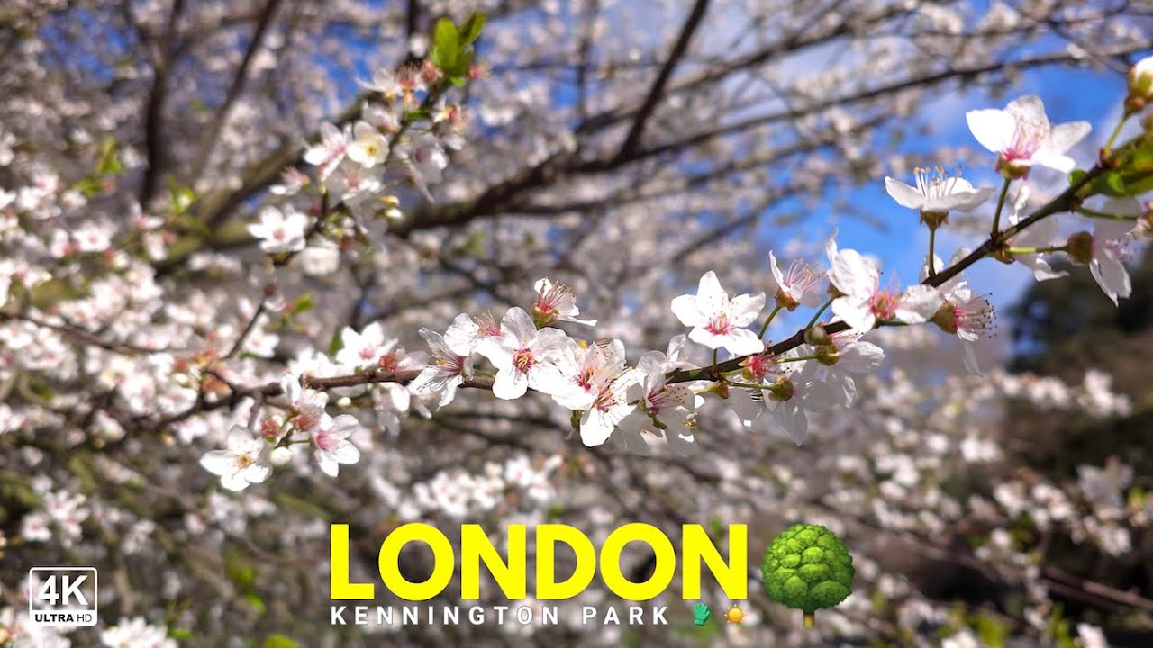 Spring Walks Under The London Sun | Kennington Park 🌱☀️ | 4K UHD