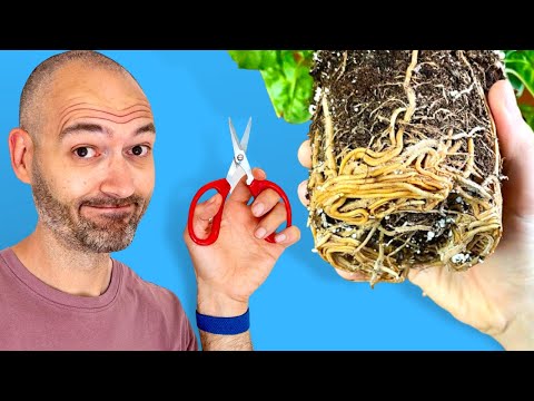 The 1 Hack Plant Experts Do That You're Probably Afraid To