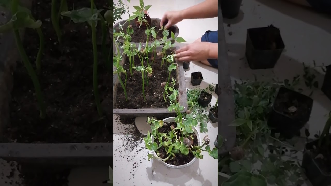 Money Tree Bonsai Forest Set-up