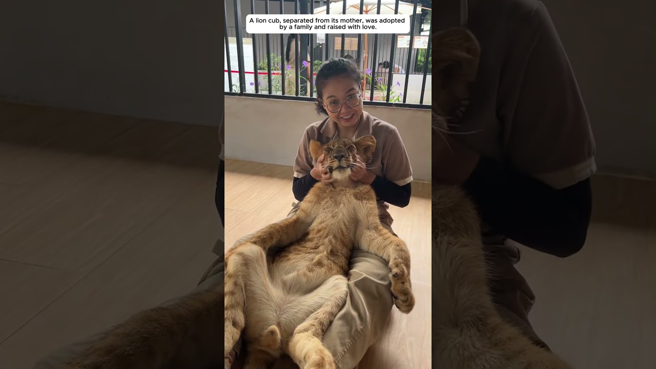 A fierce little lion cub grows up surrounded by human love.