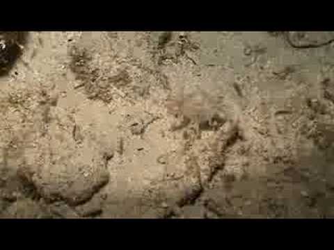 Feeding Tube-dwelling Anemone
