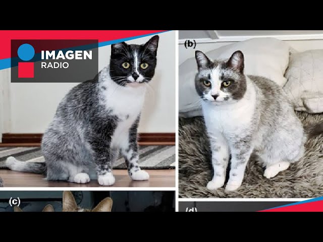 ¿Gatos oreo? Científicos descubren nueva raza de estos felinos en Finlandia