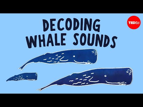 How does whale communication work? - David Gruber and Shane Gero