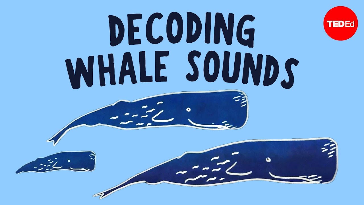 How does whale communication work? - David Gruber and Shane Gero