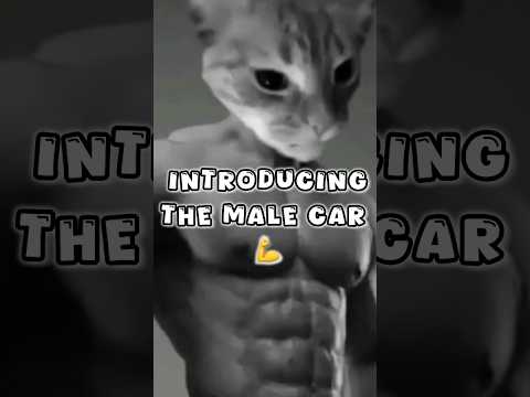 Alpha Male Cat Has Entered the House! #cat #animals #shorts #funny