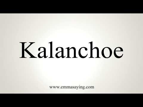 How To Pronounce Kalanchoe