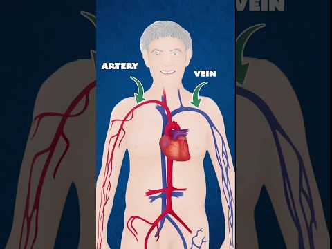 Thick Walls vs. Thin Walls: The Inside Story of Arteries and Veins #Arteries#Veins#CirculatorySystem