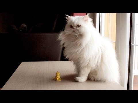 Winding Up Your Cat – Lee Duigon