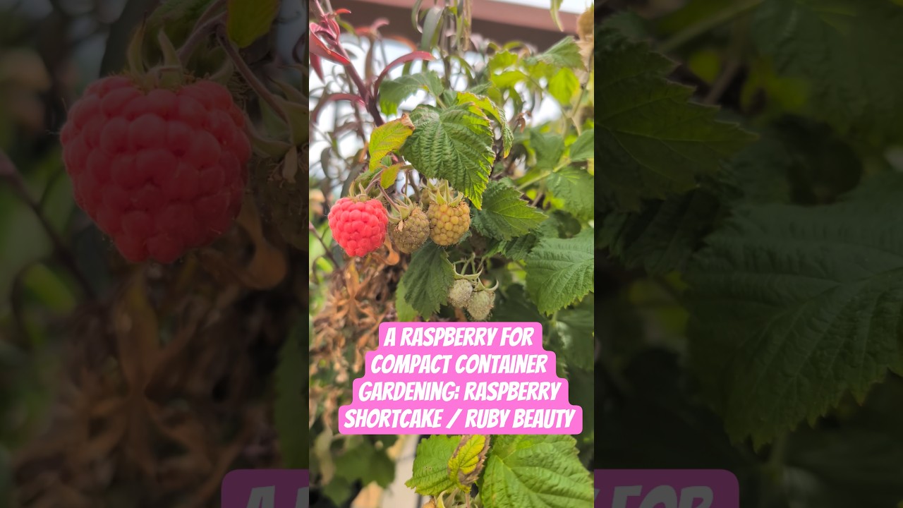 Compact Container Gardening: Raspberry Shortcake /Ruby Beauty #raspberry #growyourownfood #gardening