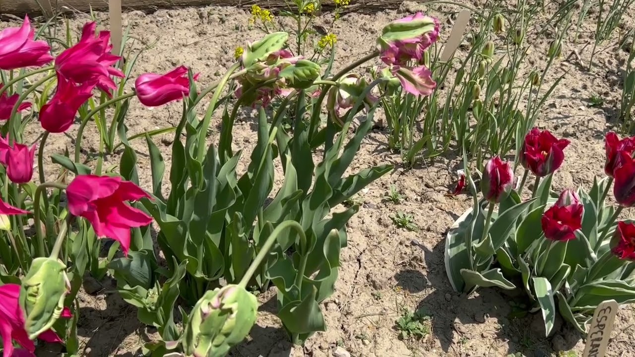 The Parrot Tulip, Greenwave - Bulbs for Fall Planting