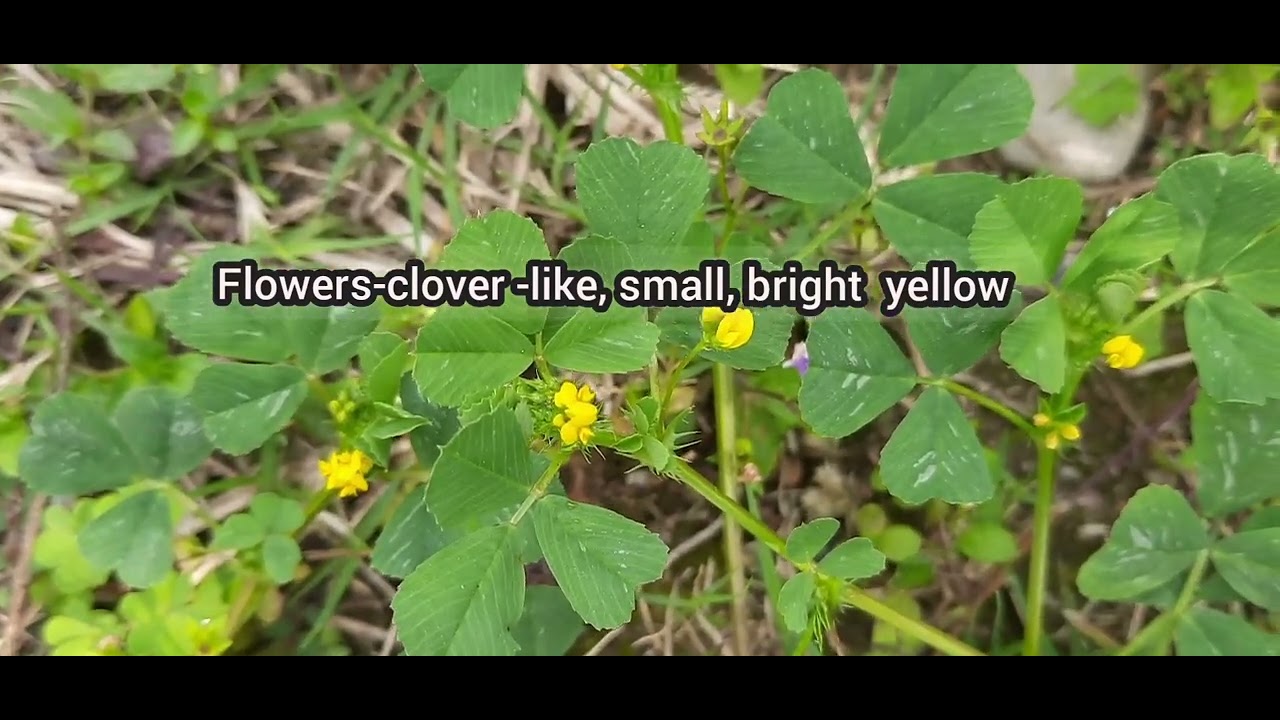 Medicago polymorpha, burr clover,weed