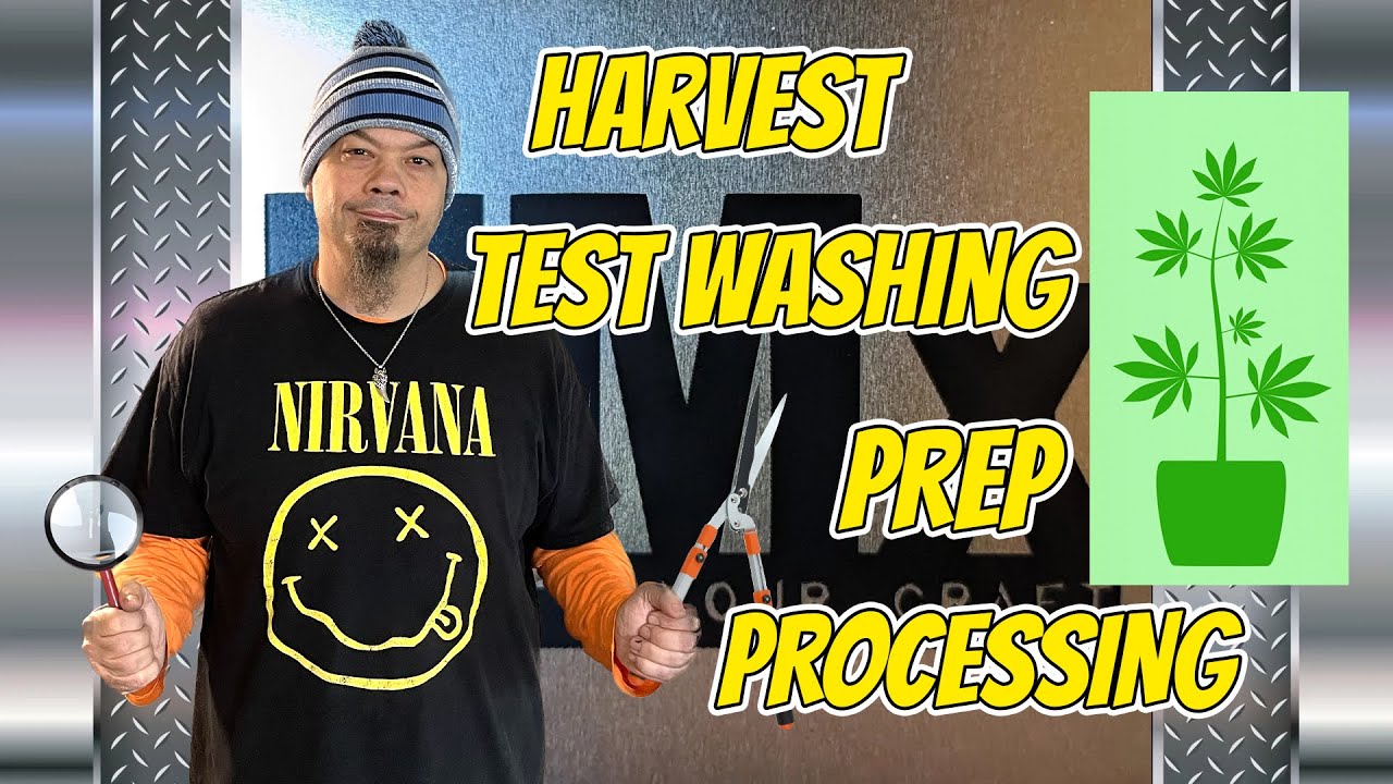 Harvest, prep and Process for Fullmelt Bubble Hash like a Pro!