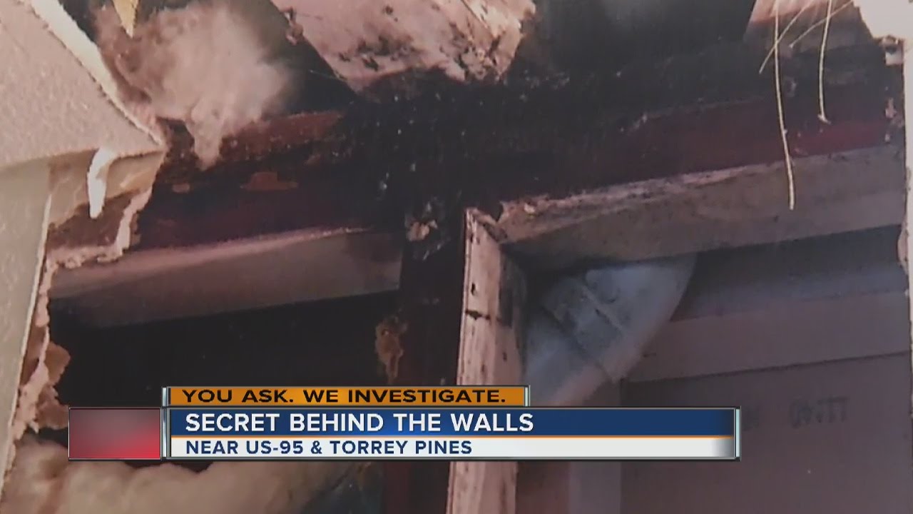 YOU ASK. WE INVESTIGATE. Man finds bugs behind bathroom wall