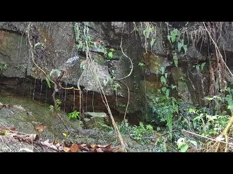 Source of Perennial River - Save Shola forest