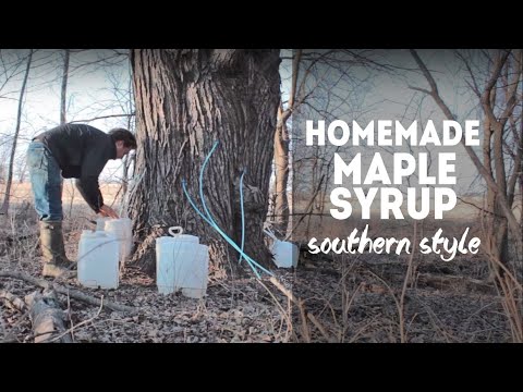 Southern Maple Syrup: Gathering Sap and Boiling It Down – Sustainable ...