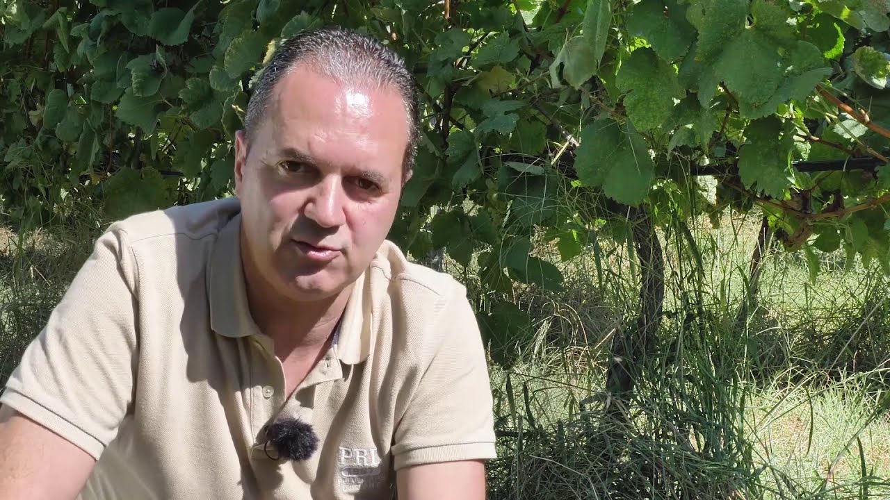O que distingue um vinho de qualidade? | Adega Ponte da Barca