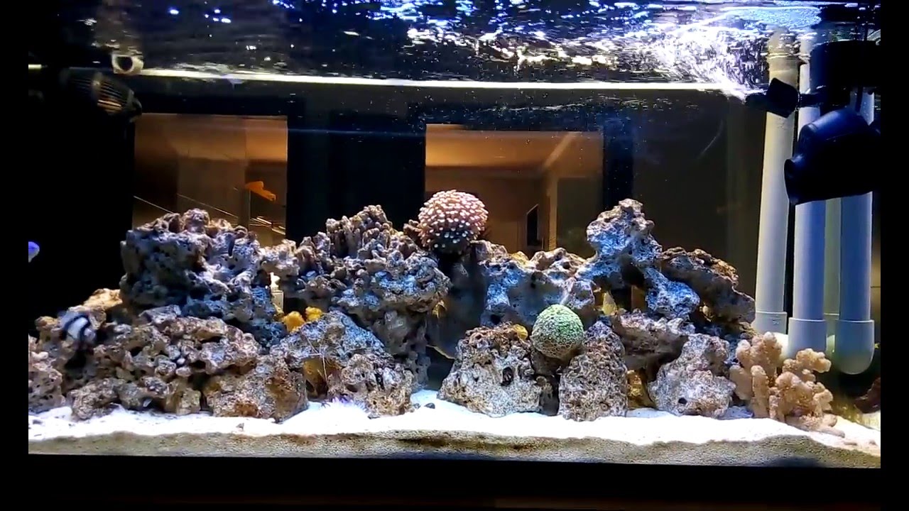 How to: Cycle new Saltwater tank using Damsel Fish