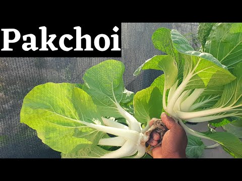Harvesting more pakchoi