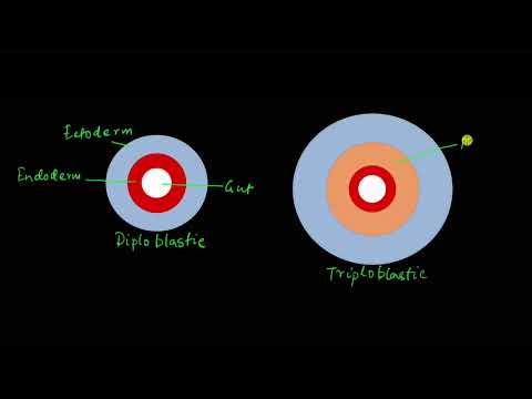Classification of animals | Animal kingdom | Biology | Khan Academy