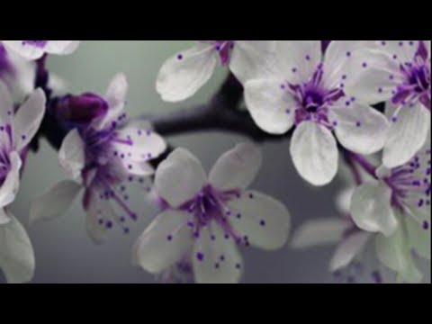 Livestream of Gerald Frey's Funeral