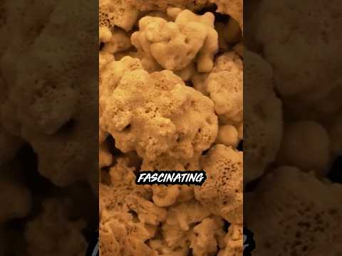 Here's Why Sea Sponges Are Rare