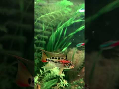 #fishaquarium #apistogramma