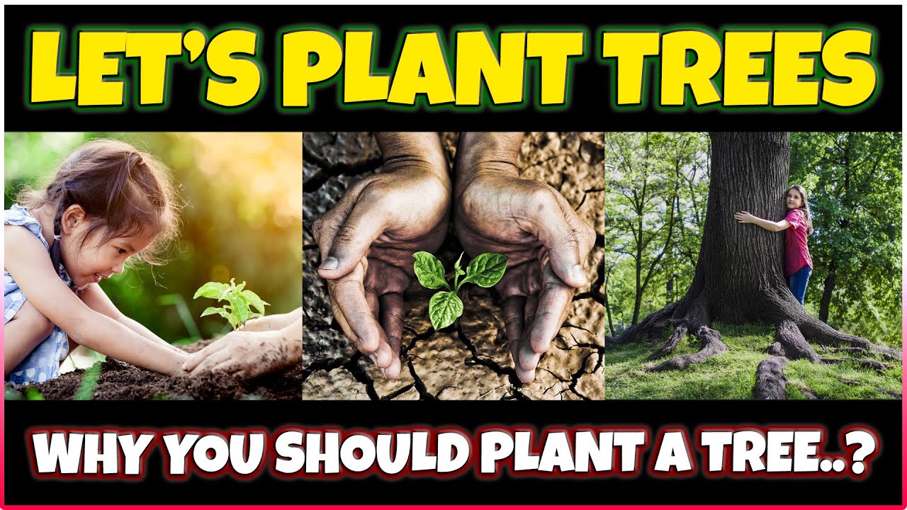 Planting Trees: The Importance of Trees in Our Ecosystem and the Benefits for Humans