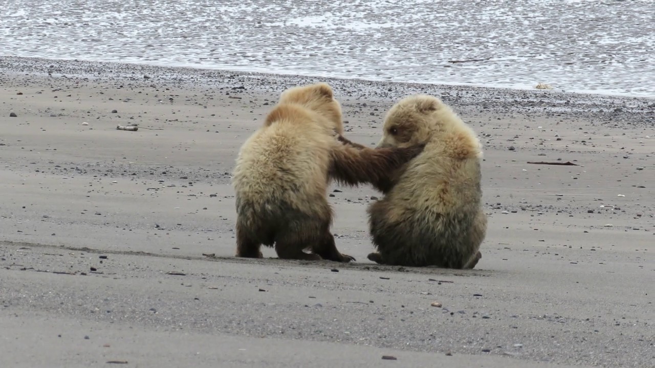 Brown bear cubs  on the beach - sibling rivalry