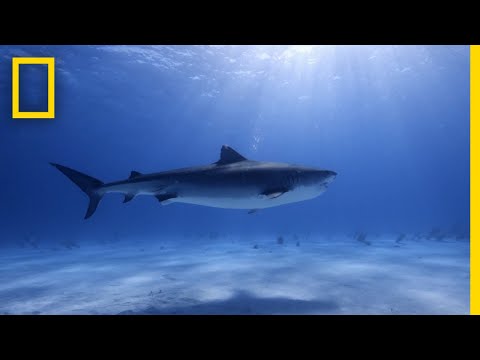Tiger Shark Database | World's Biggest Tiger Shark?