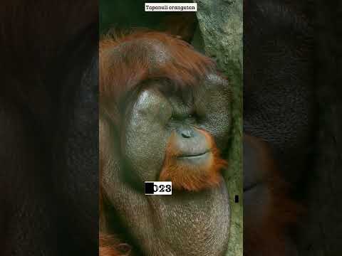 Tapanuli orangutan Now and Then🦧 #endangered #orangutan #animals #nature #animallover #shorts