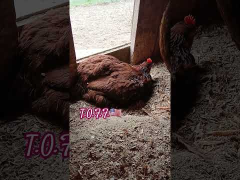 Production Red Hen Dust Bathing #poultryfarming #chickenbreeds #womeninagriculture #farmlife #hens