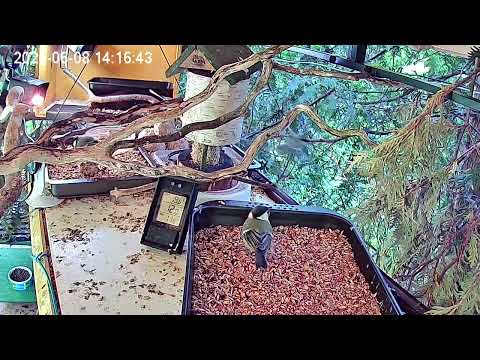 Nachmittags herrscht Gedränge an der großen Futterstelle, andere Kameraperspektive (08.06.2026)