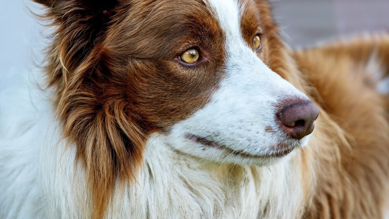 Can Border Collies be Aggressive Towards Other Dogs?