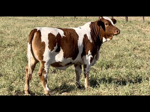 Painted Beefmaster - J&J Cattle Co