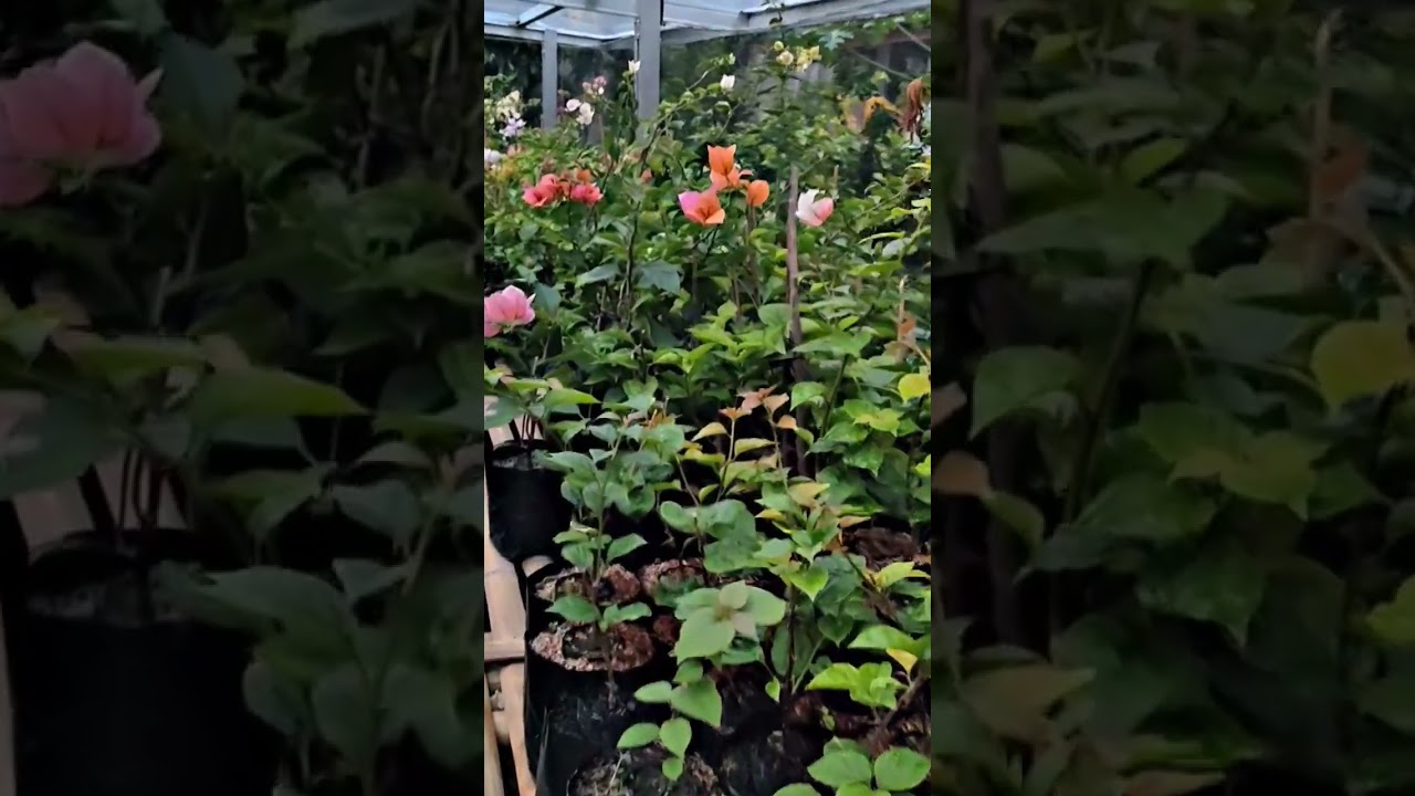 Ready stock imported bougainvillea seeds #flowers #imported bougainvillea #ornamental plants