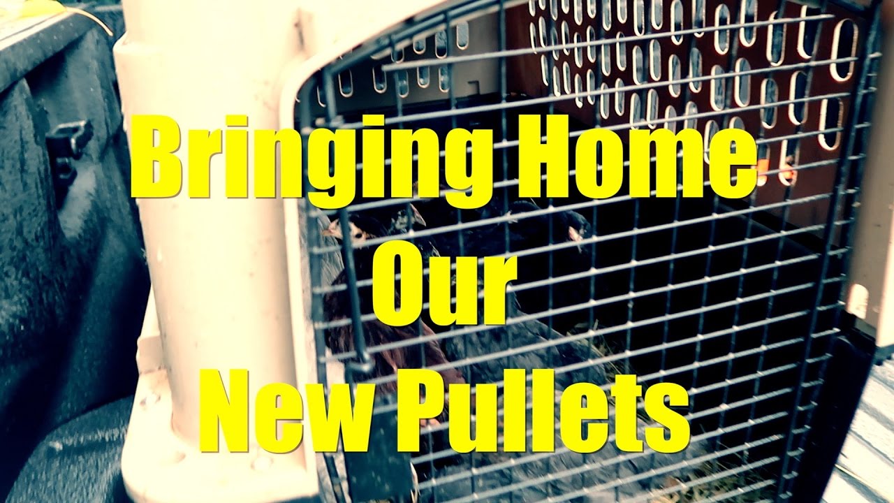 Bringing Home Our New Pullets