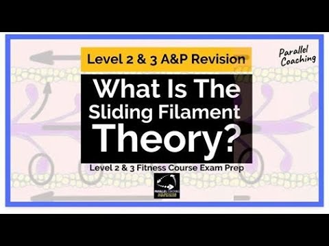 What Is The Sliding Filament Theory?