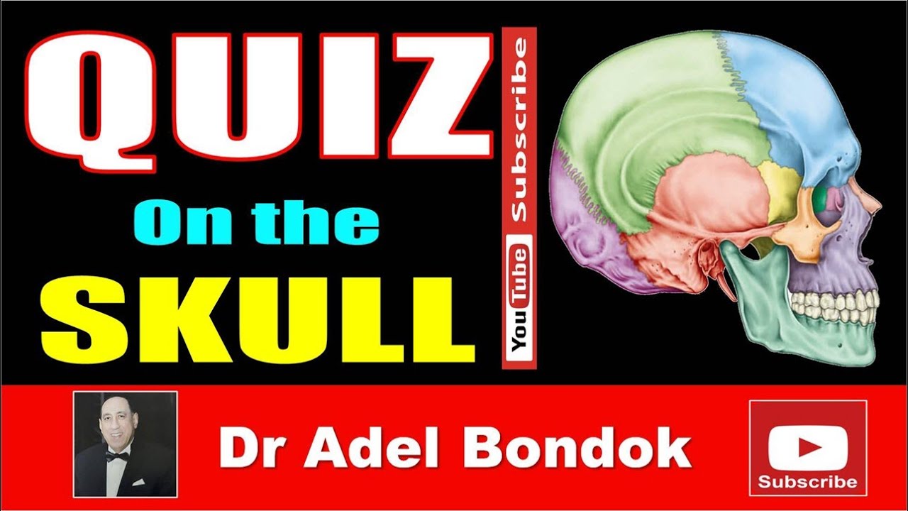 Quiz on the Skull and Mandible, Dr Adel Bondok Anatomy Channel