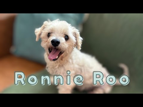 Dog for adoption - Ronnie Roo, a Shih Tzu & Miniature Poodle Mix in ...