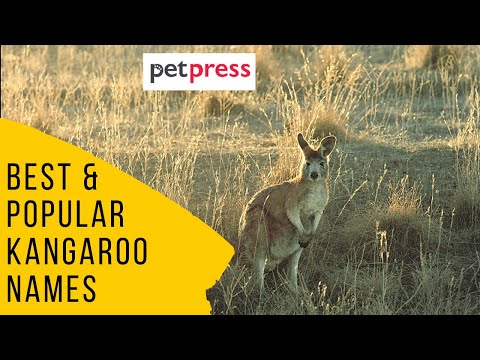 Best & Popular Kangaroo Names