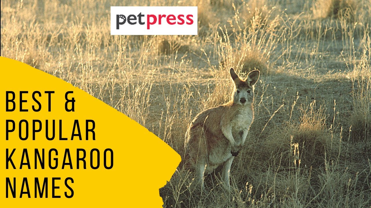 Best & Popular Kangaroo Names
